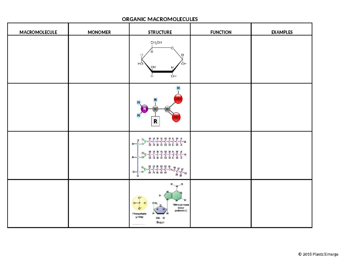 Macromolecule Concept Map Revised 2024 - © 2018 Plants!Emerge ORGANIC ...