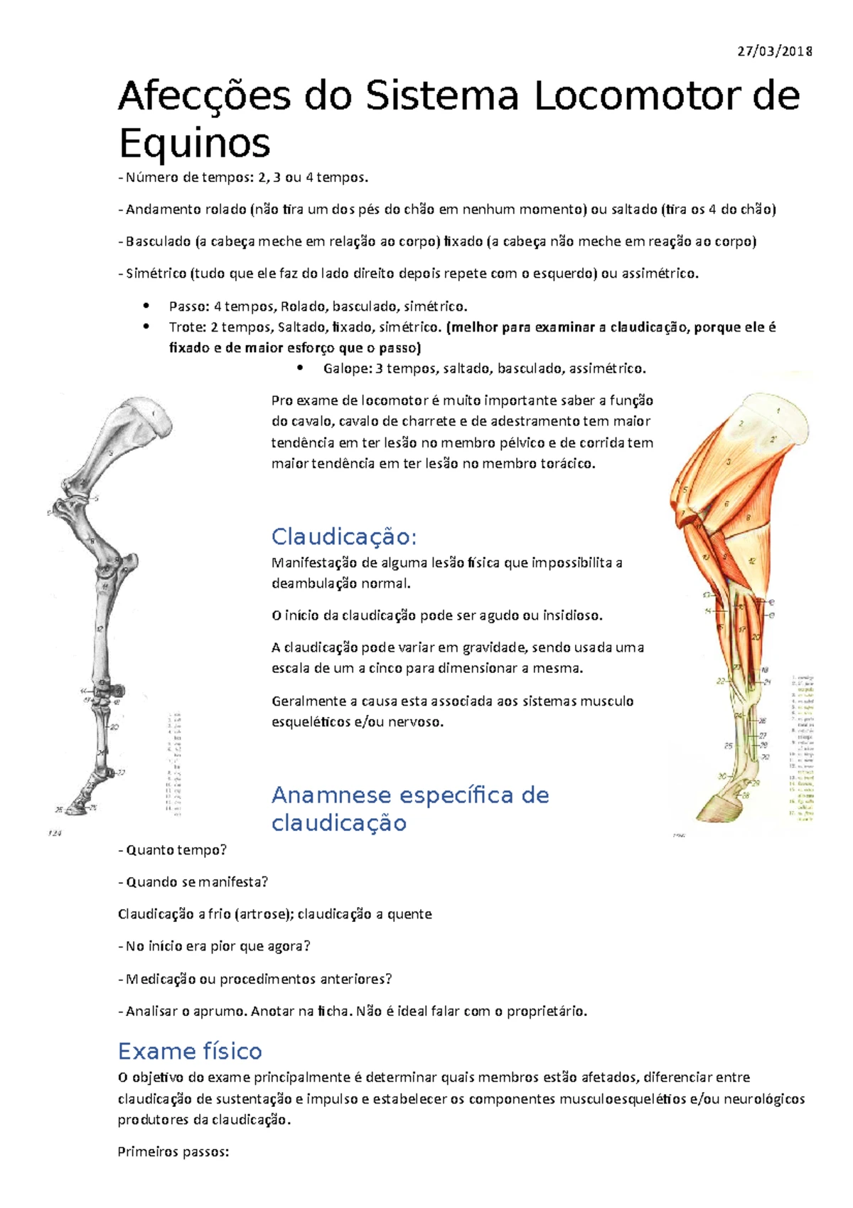 Digestório de equino - Aula completada - SISTEMA DIGESTIVO DO EQUINO ...