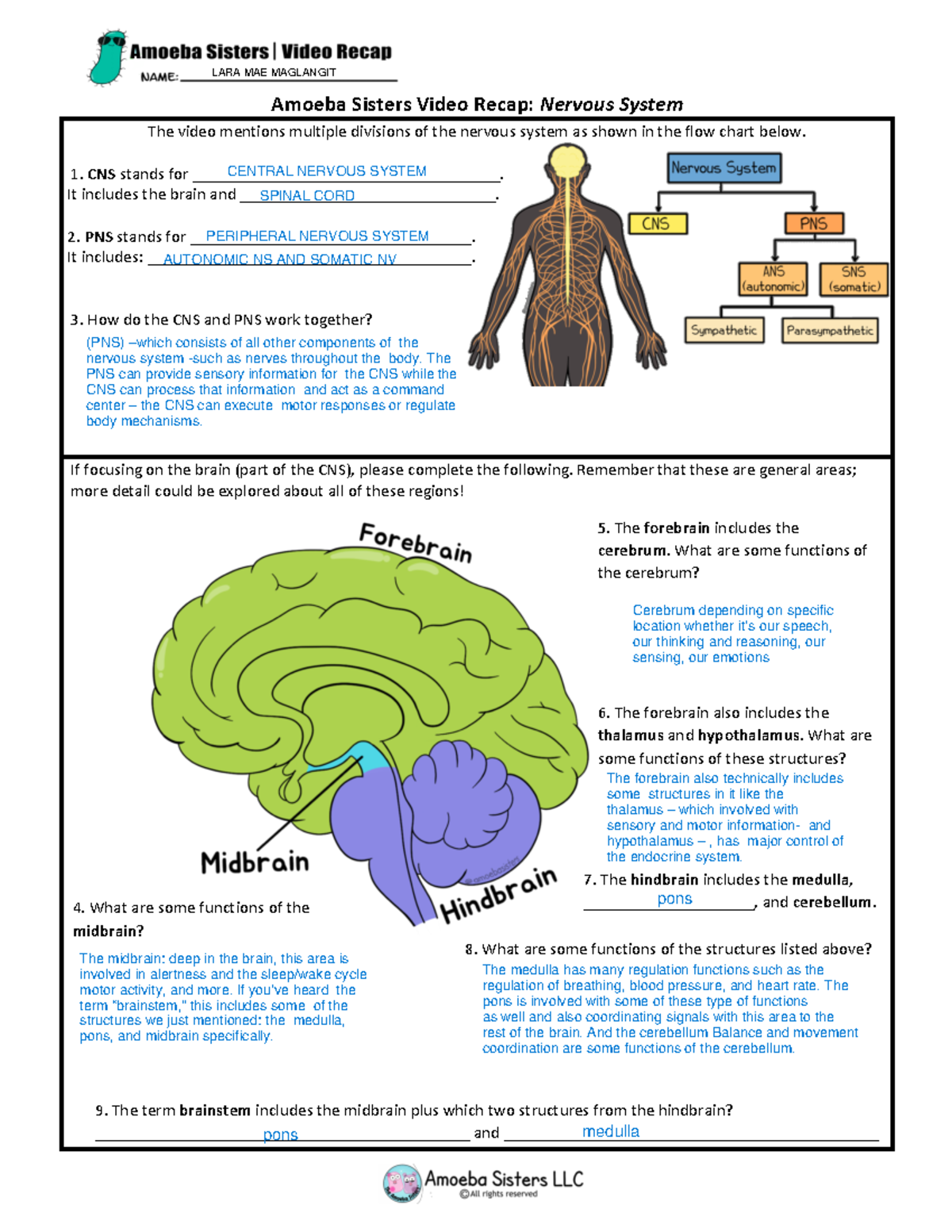 Nervous System - Neuro Exam Practice (CNS & PNS Overview) - Studocu