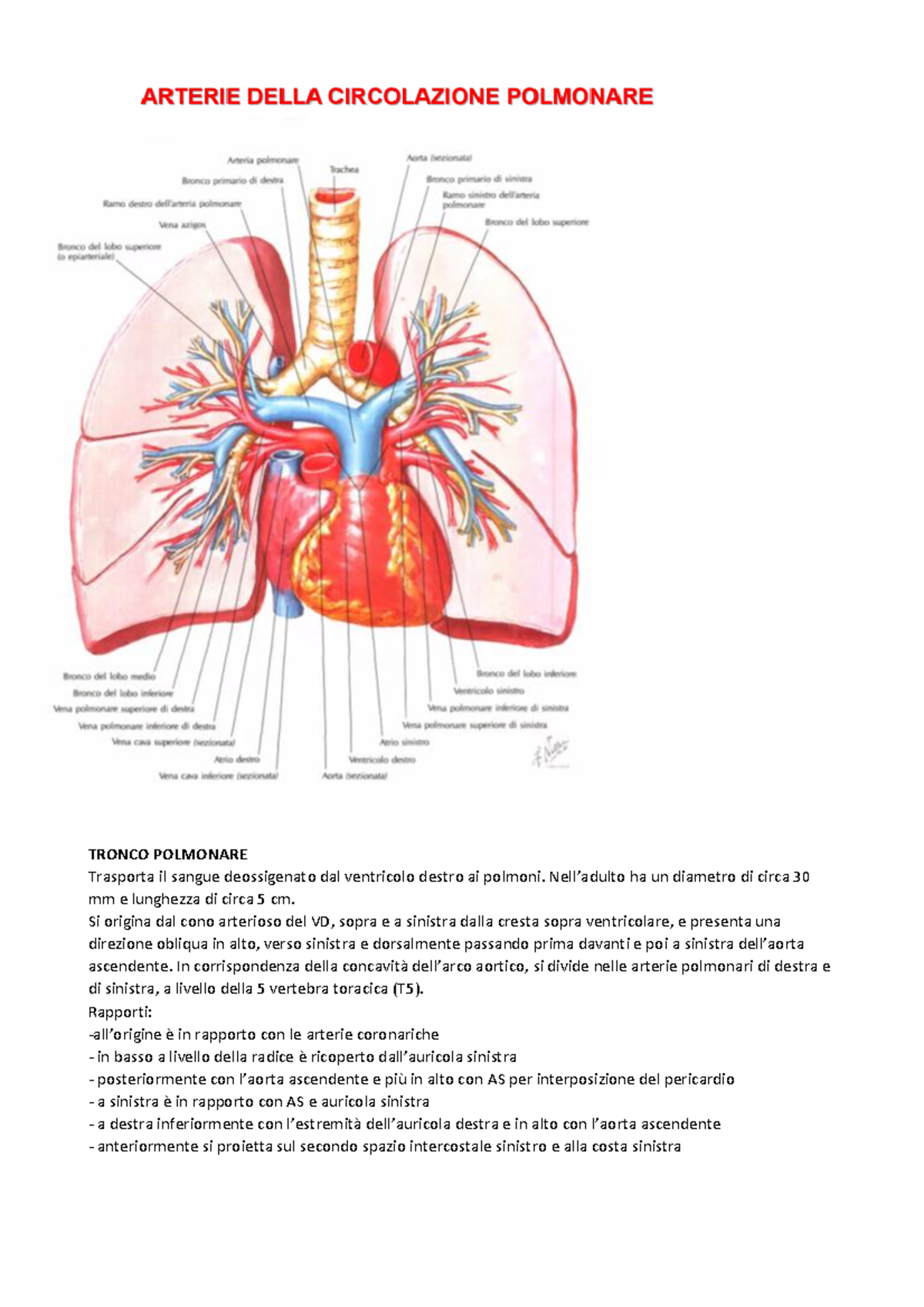 Anatomia I: Tronco Polmonare e Arterie Polmonari Dettagliate - Studocu