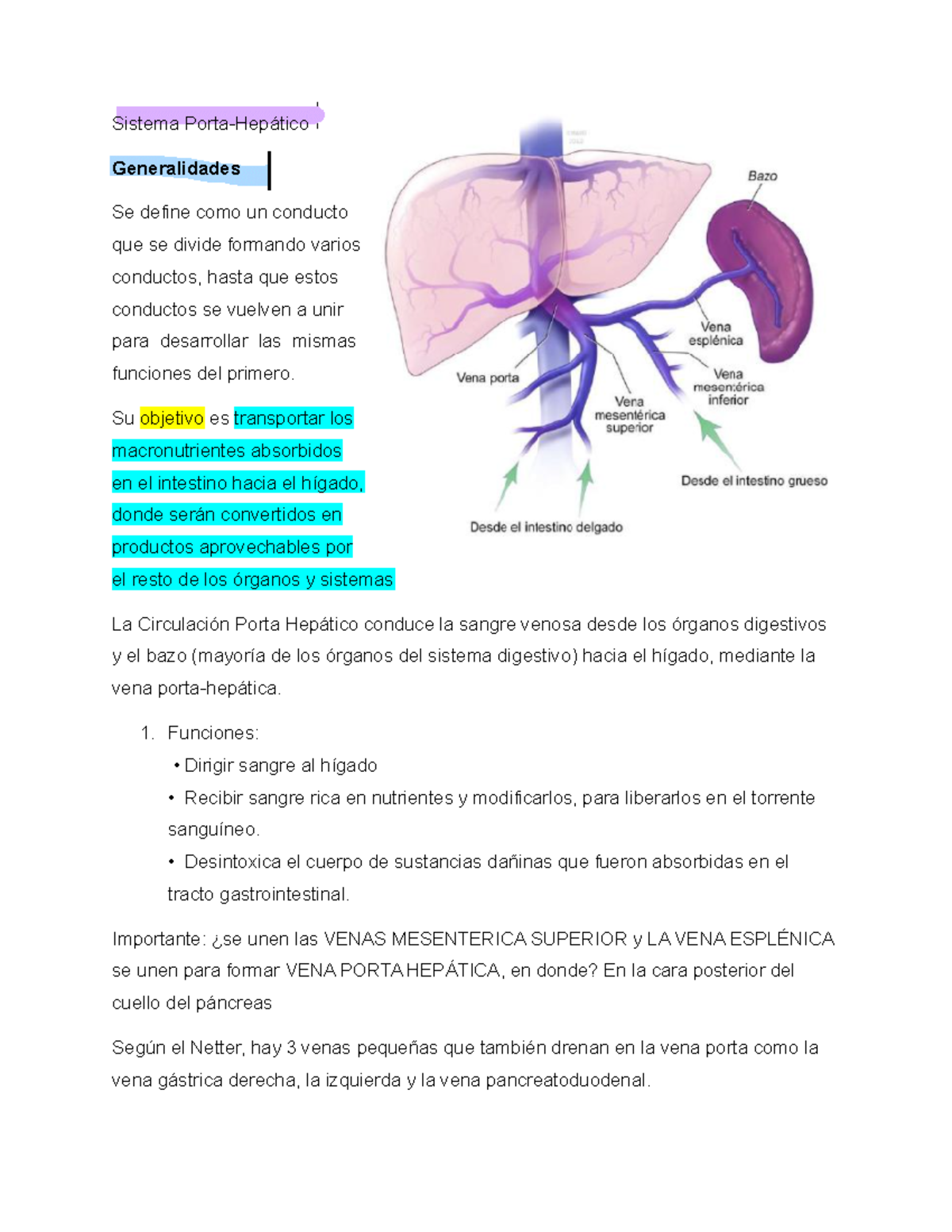 Imagen Anatómica De La Vena Porta Aneurisma De La Vena Porta. A