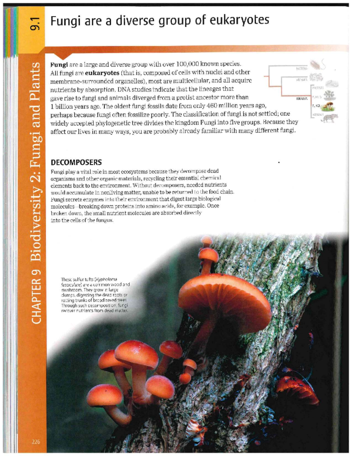 Chapter 9: Fungi and Plants - A Comprehensive Overview - Studocu