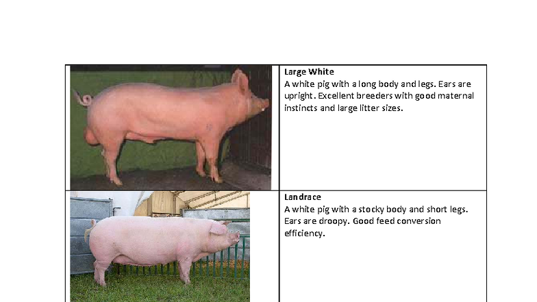 Pig Breed Descriptions: Characteristics of Major Breeds - Studocu