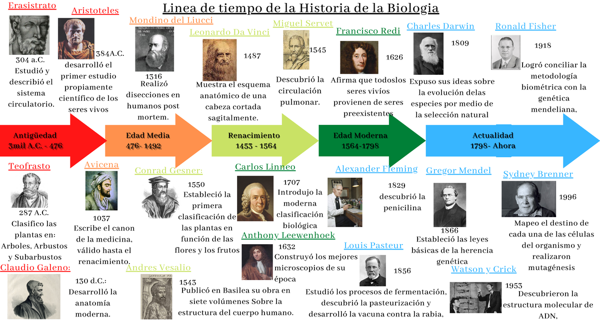 Lnea De Tiempo Historia De La Biologa Línea Del Tiempo Biología