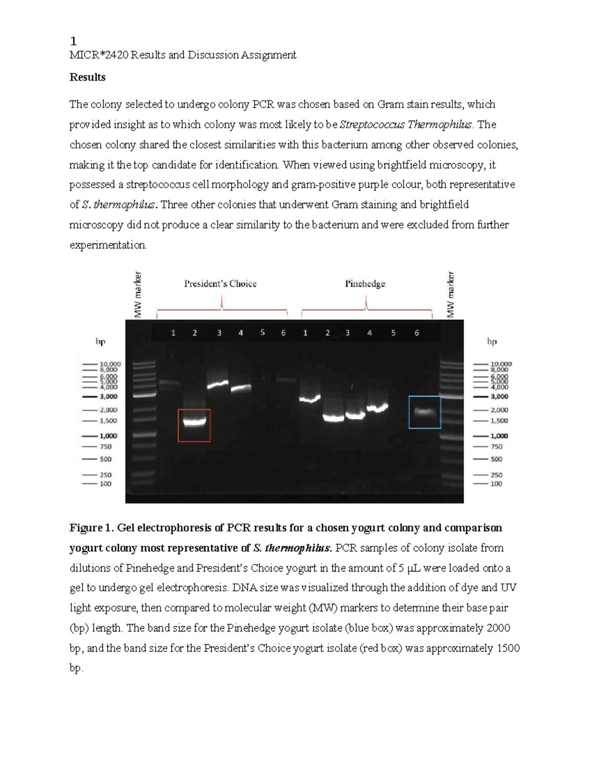 Results and Discussion Assignment: PCR and Sequencing of S ...