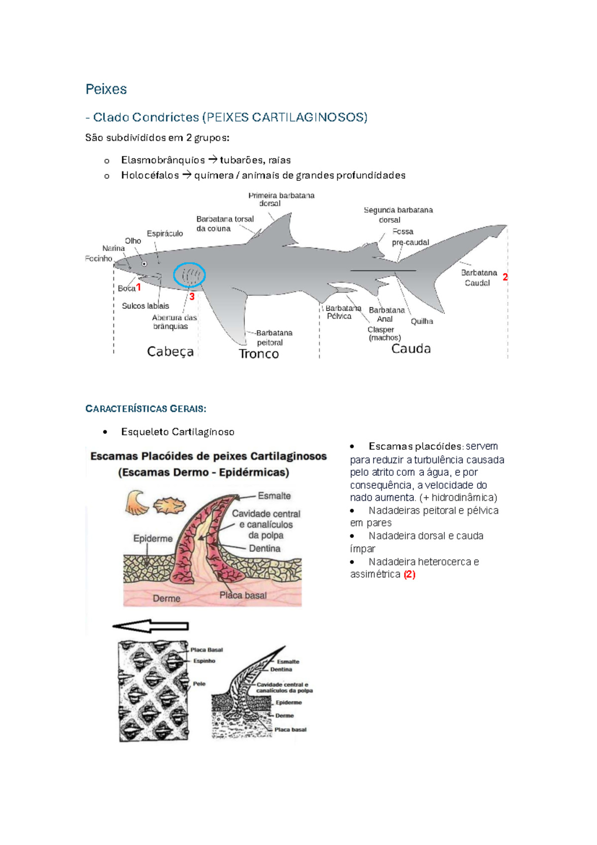Resumo Peixes Cartilaginosos e Ósseos - Peixes - Clado Condrictes ...