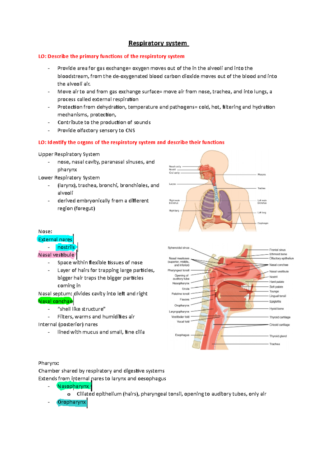 Respiratory System Overview: Essential Anatomy & Physiology Insights ...