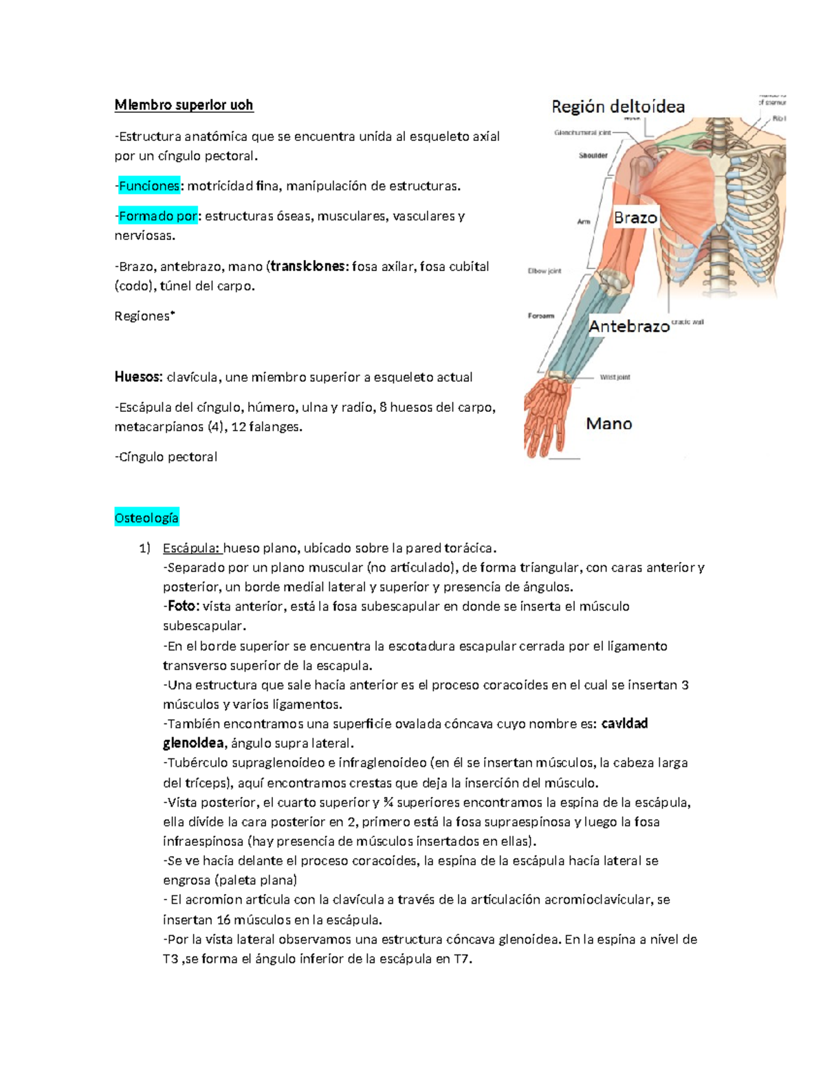 Anatomía del Miembro Superior: Estructuras y Funciones (ANAT 101) - Studocu