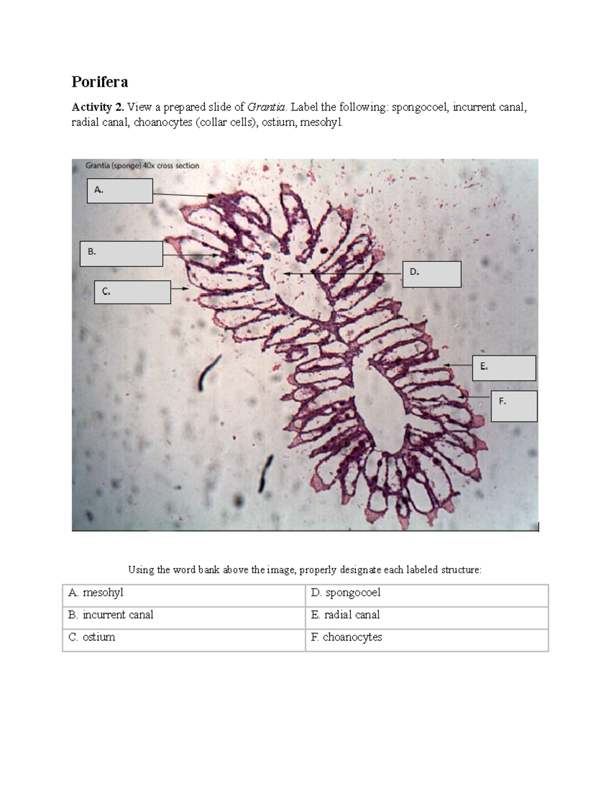 Lab 7 - Porifera and Cnidaria Structure Identification - Studocu
