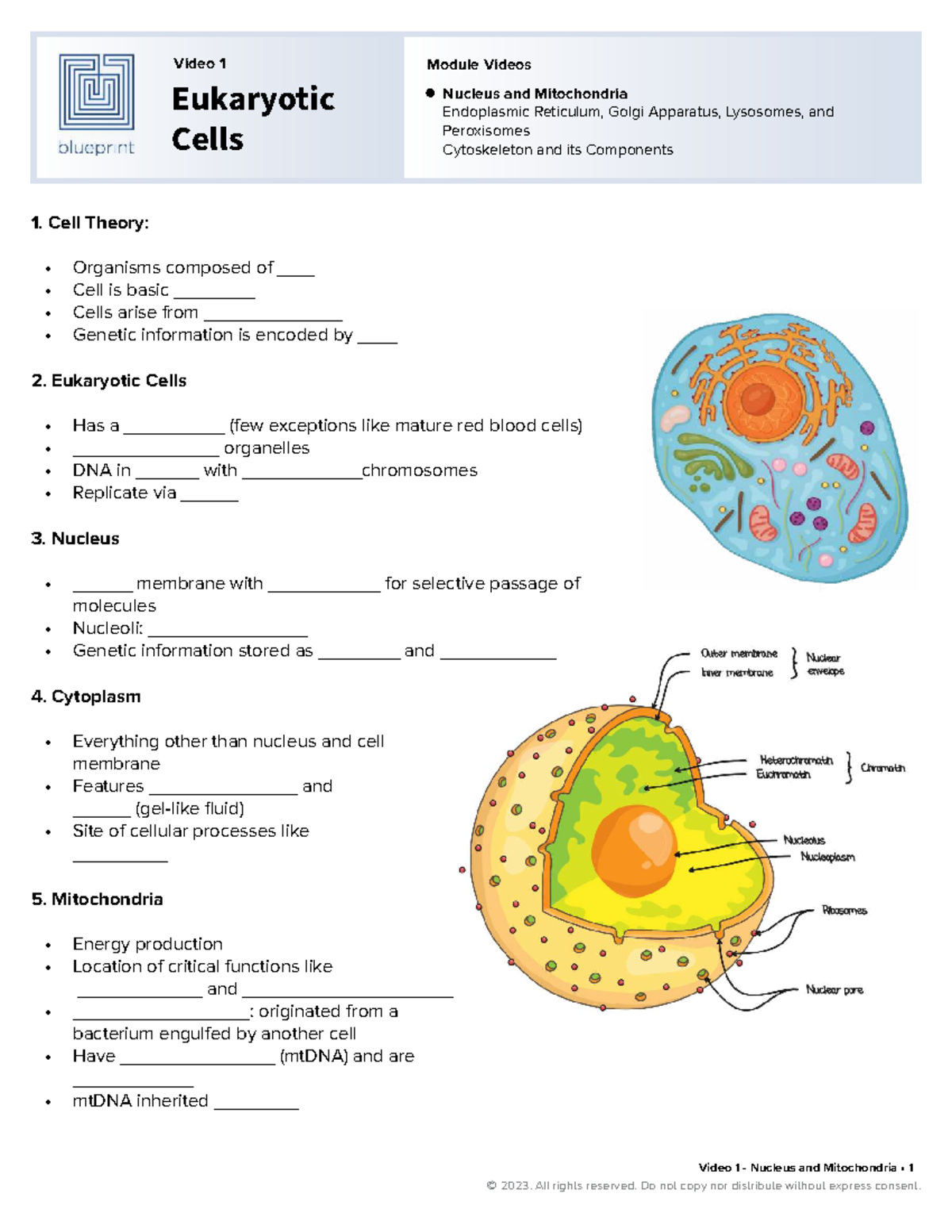Eukaryotic Cells Test Review: Nucleus, Mitochondria & Cytoskeleton ...