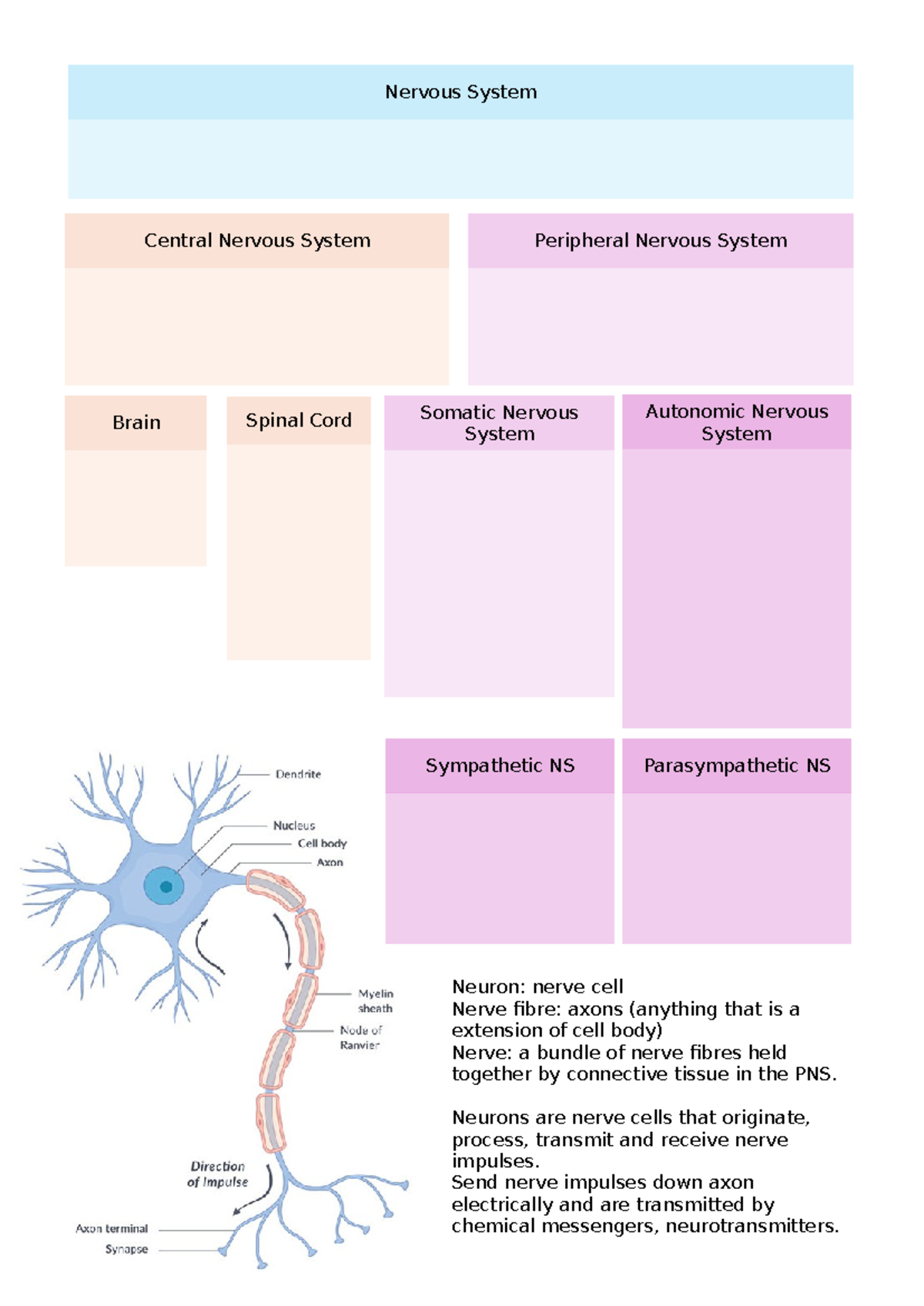 Nervous System & Neural Transmission Overview: CNS, PNS, Neurons - Studocu