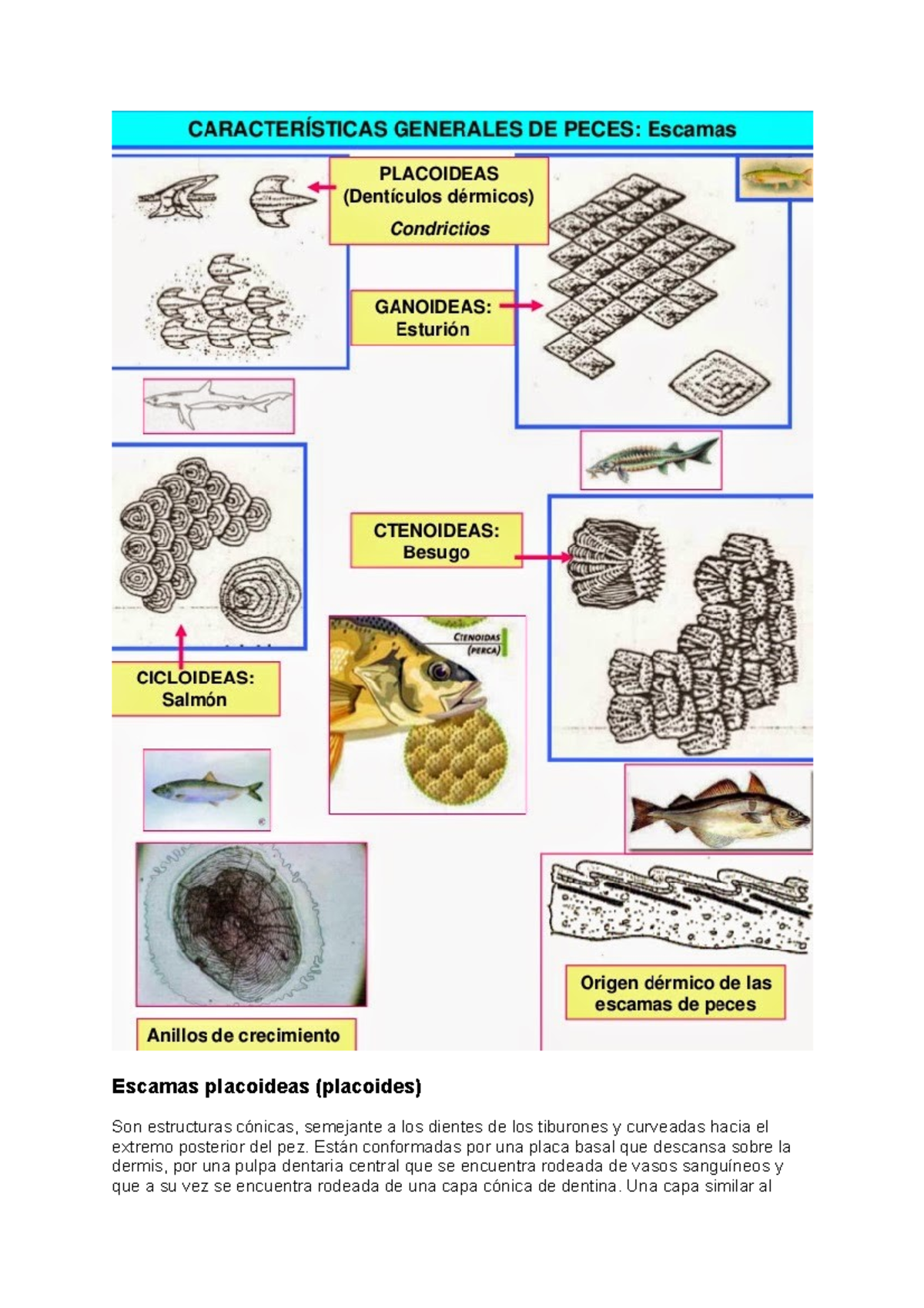 Tipos de escamas en peces: Placoideas, Cosmoideas y más - Studocu