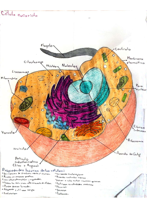 Sistema-tegumentario-Ross - Sistema tegumentario (Ross) Funciones de la ...