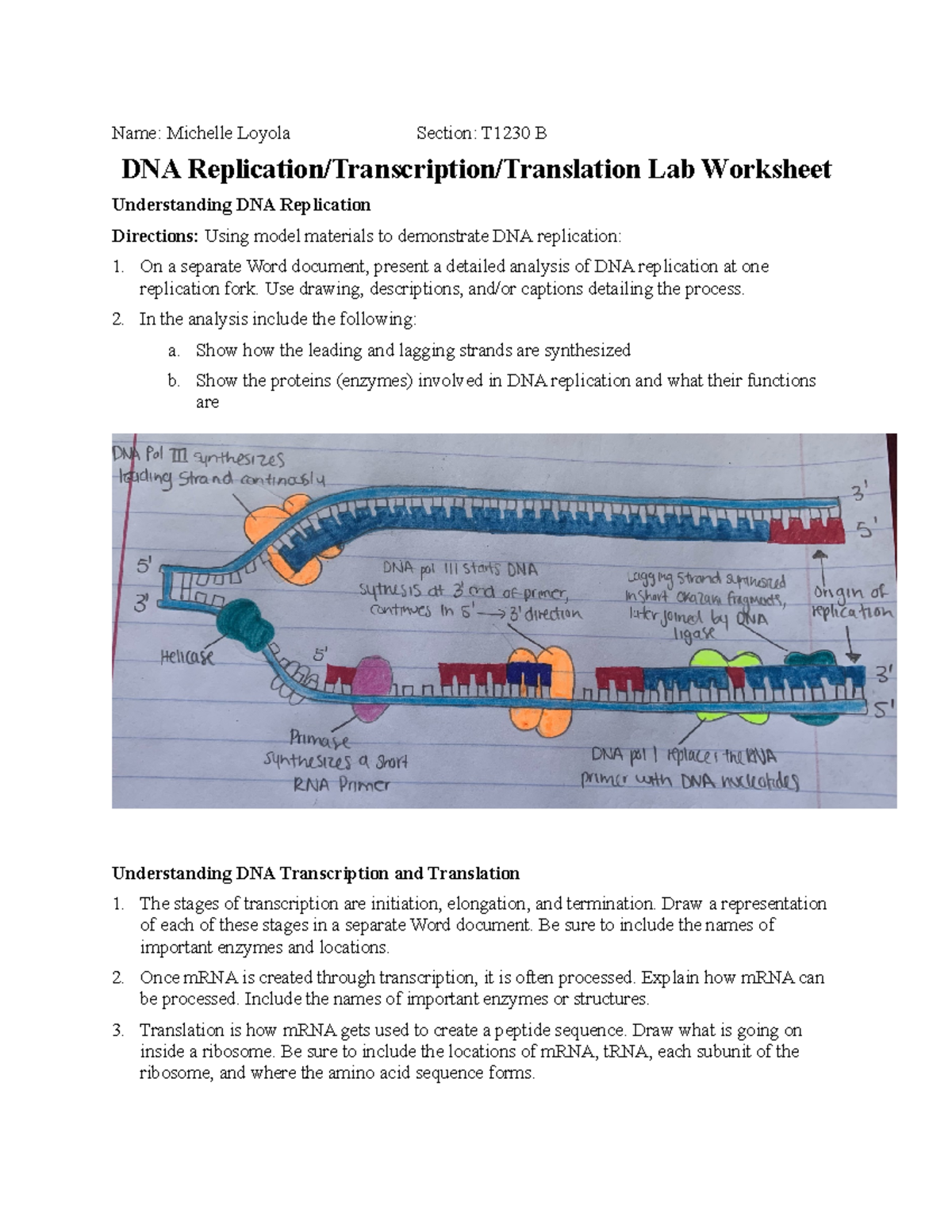 DNA Replication, Transcription, and Translation Worksheet T1230 B - Studocu