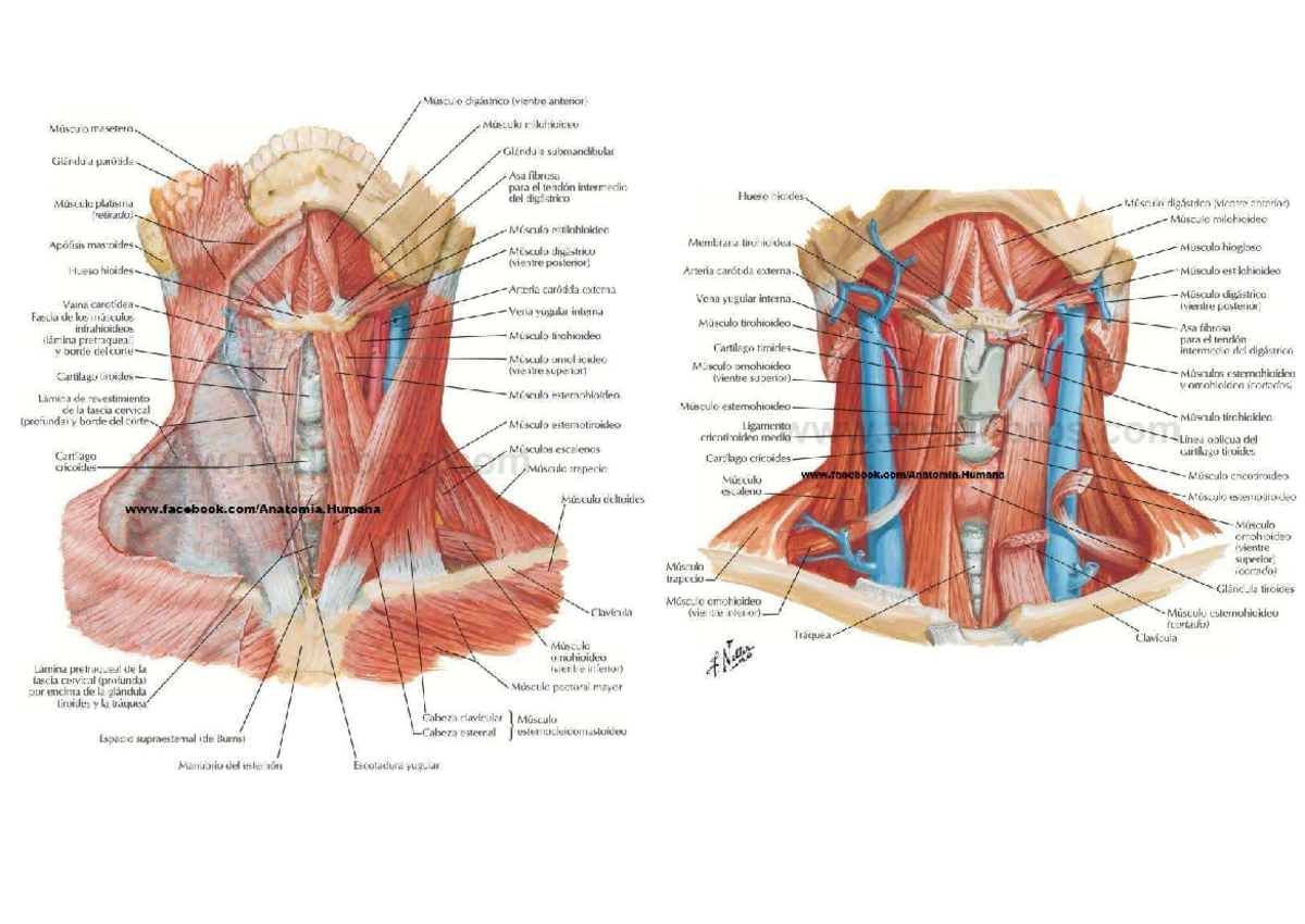 Músculos de la Cabeza y Cuello - Anatomía UNC (Notas de Estudio) - Studocu