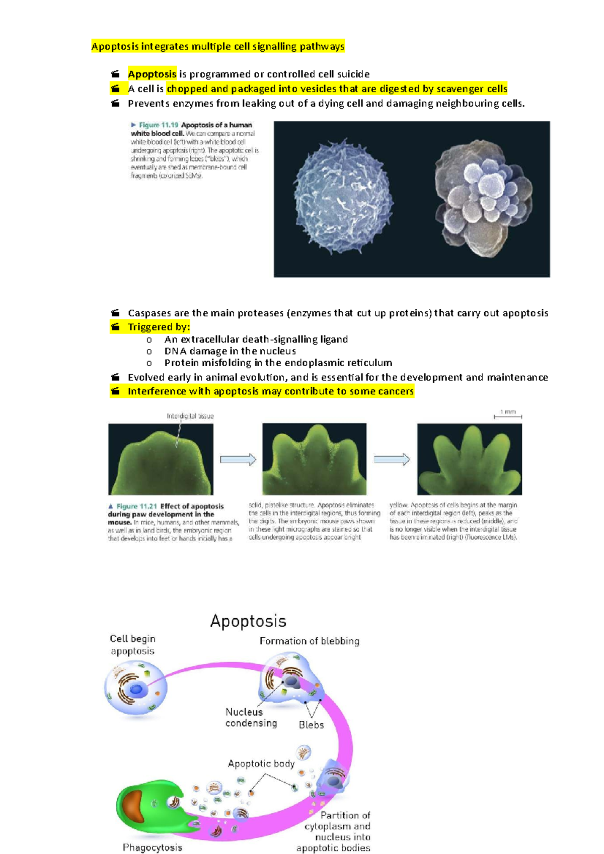 4-7 - Lecture notes 4-7 - Apoptosis integrates multiple cell signalling ...