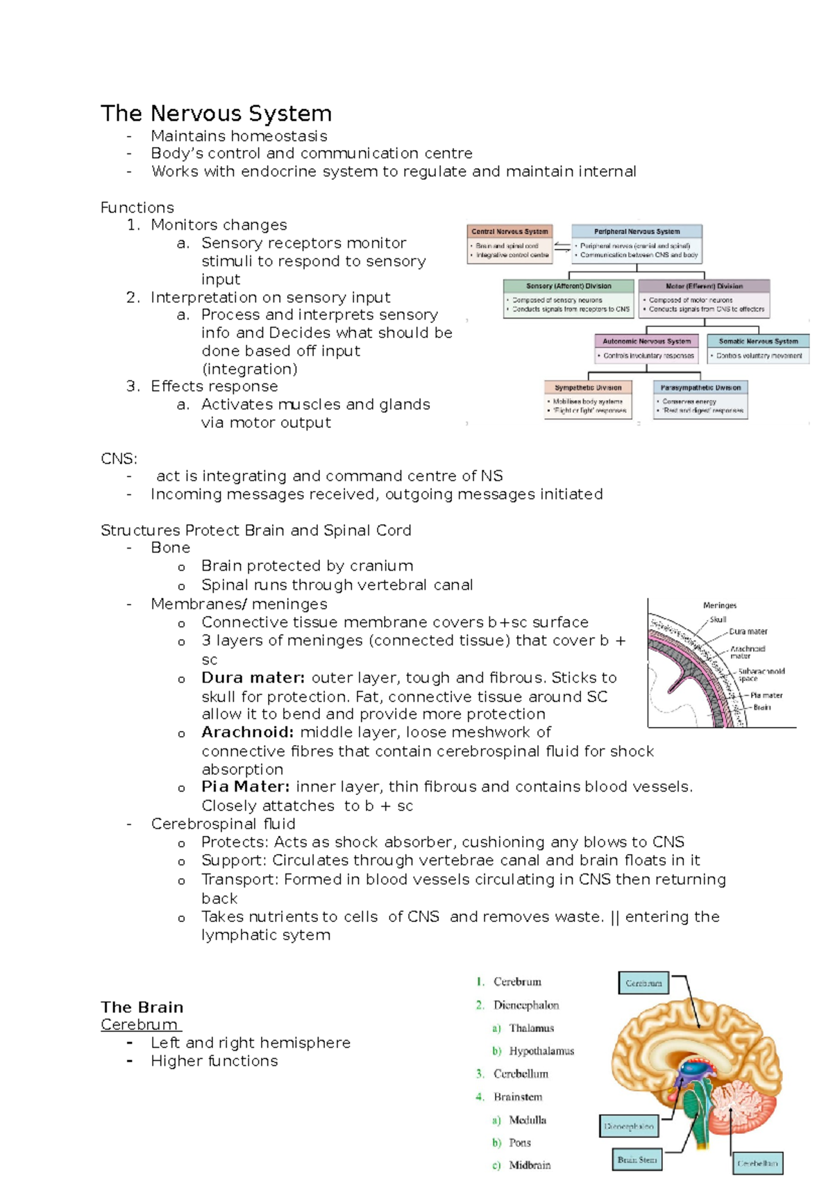 The Nervous System - The Nervous System Maintains homeostasis Body’s ...