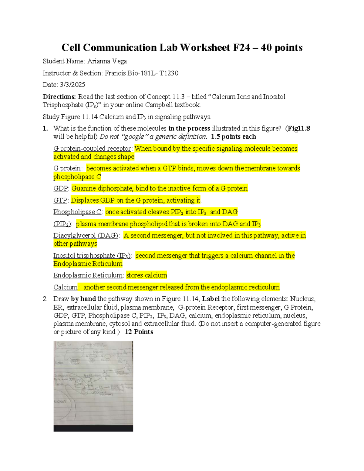 BIO-181L F24 Cell Communication Lab Worksheet - Studocu