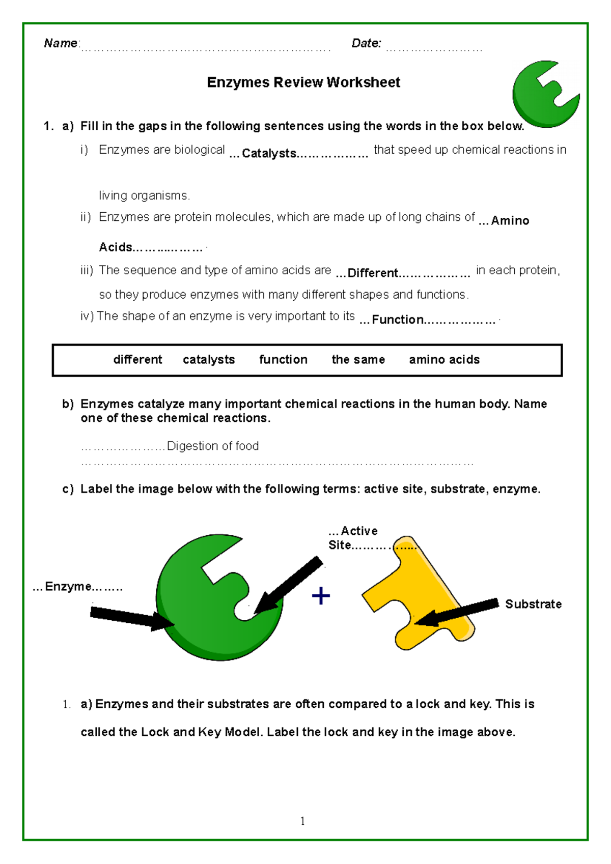Enzymes review activity key - Date: Enzymes Review Worksheet 1. a) Fill ...