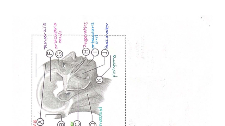 Muscles Labeling Answer Key for Anatomy Course (ANAT 101) - Studocu