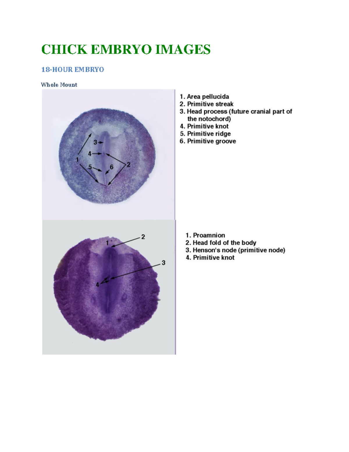 Chick Embryo - Doctor of Veterinary Medicine - CHICK EMBRYO IMAGES 18 ...