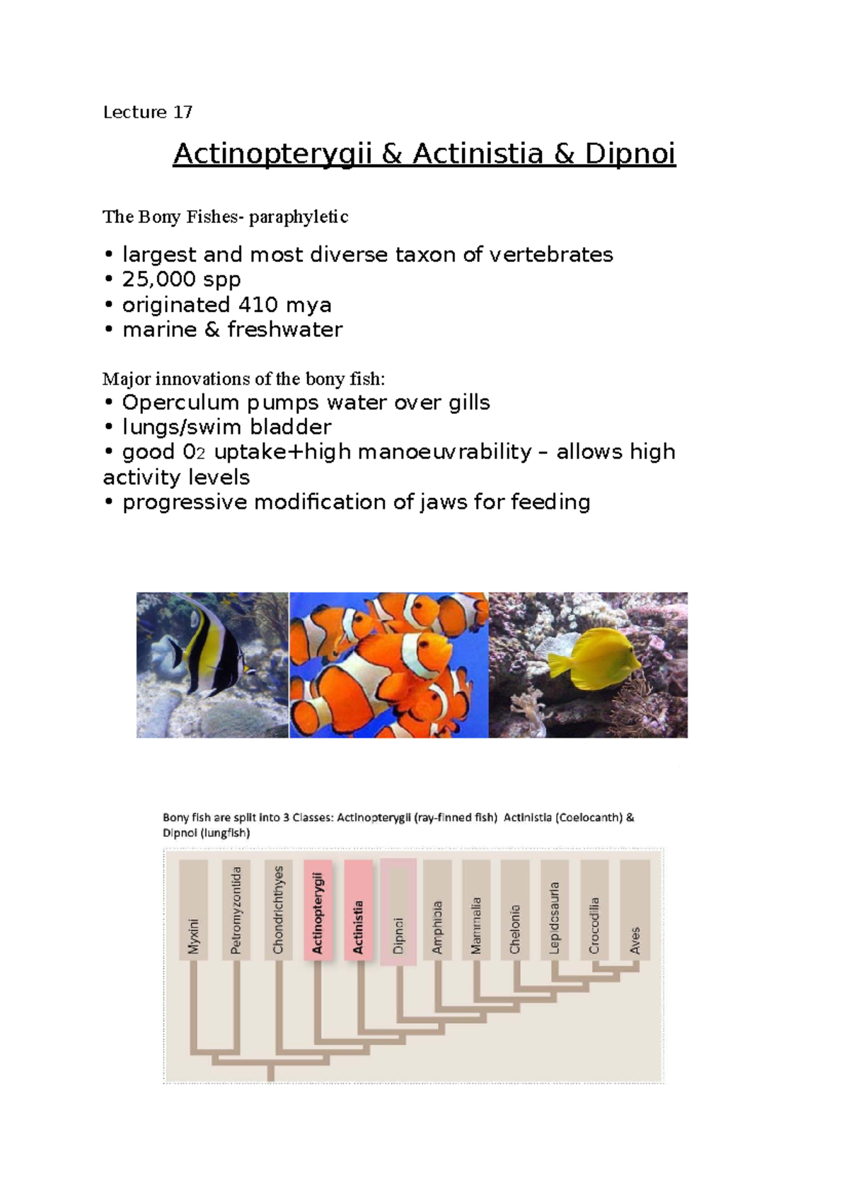 Lecture 17: Major innovations and adaptations of bony fish - Studocu