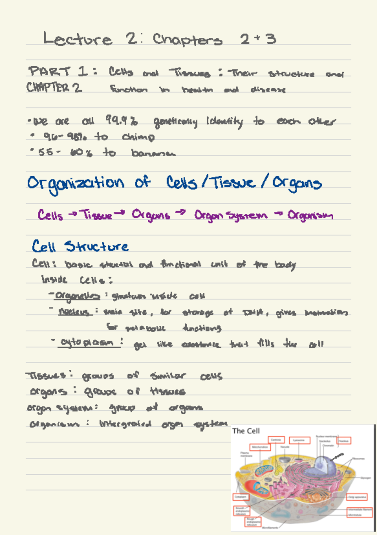 Biology Lecture 2: Cells, Tissues, Genes, and Cell Division Concepts ...