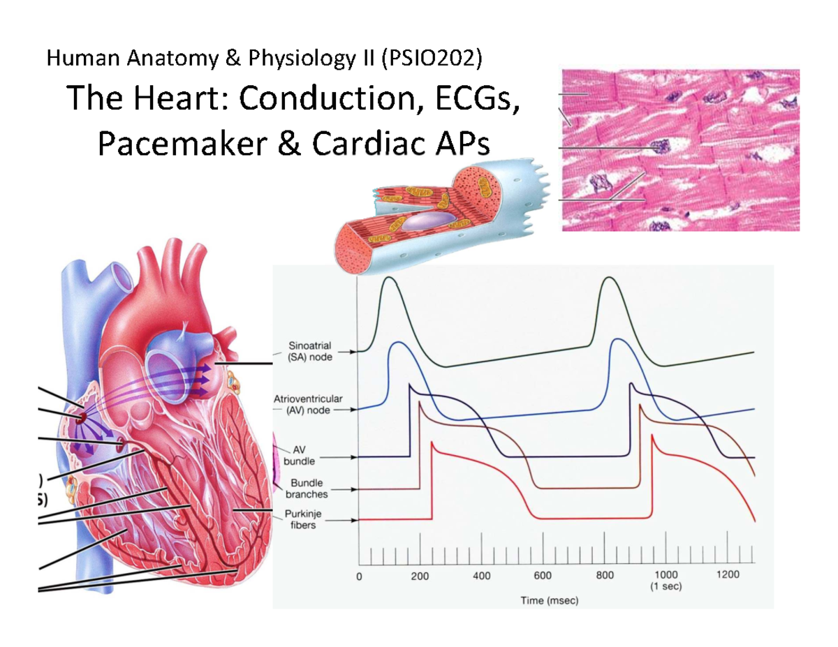 The Heart: Conduction System, ECGs & Cardiac APs - PSIO202 - Studocu