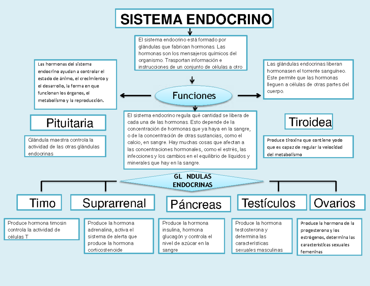 Mapa Conceptual del Sistema Endocrino: Glándulas y Hormonas - Studocu