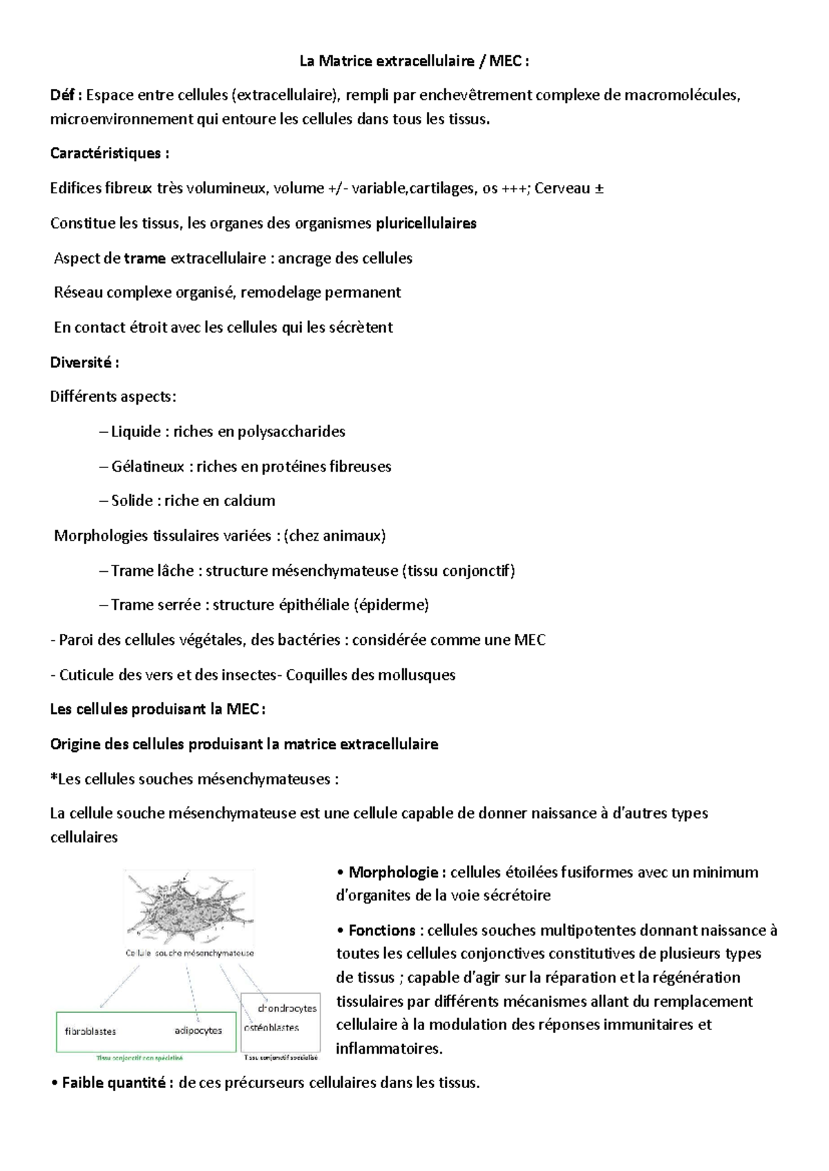 MATRICE EXTRACELLULAIRE (MEC) : FONCTIONS, CARACTÉRISTIQUES ET SYNTHÈSE ...