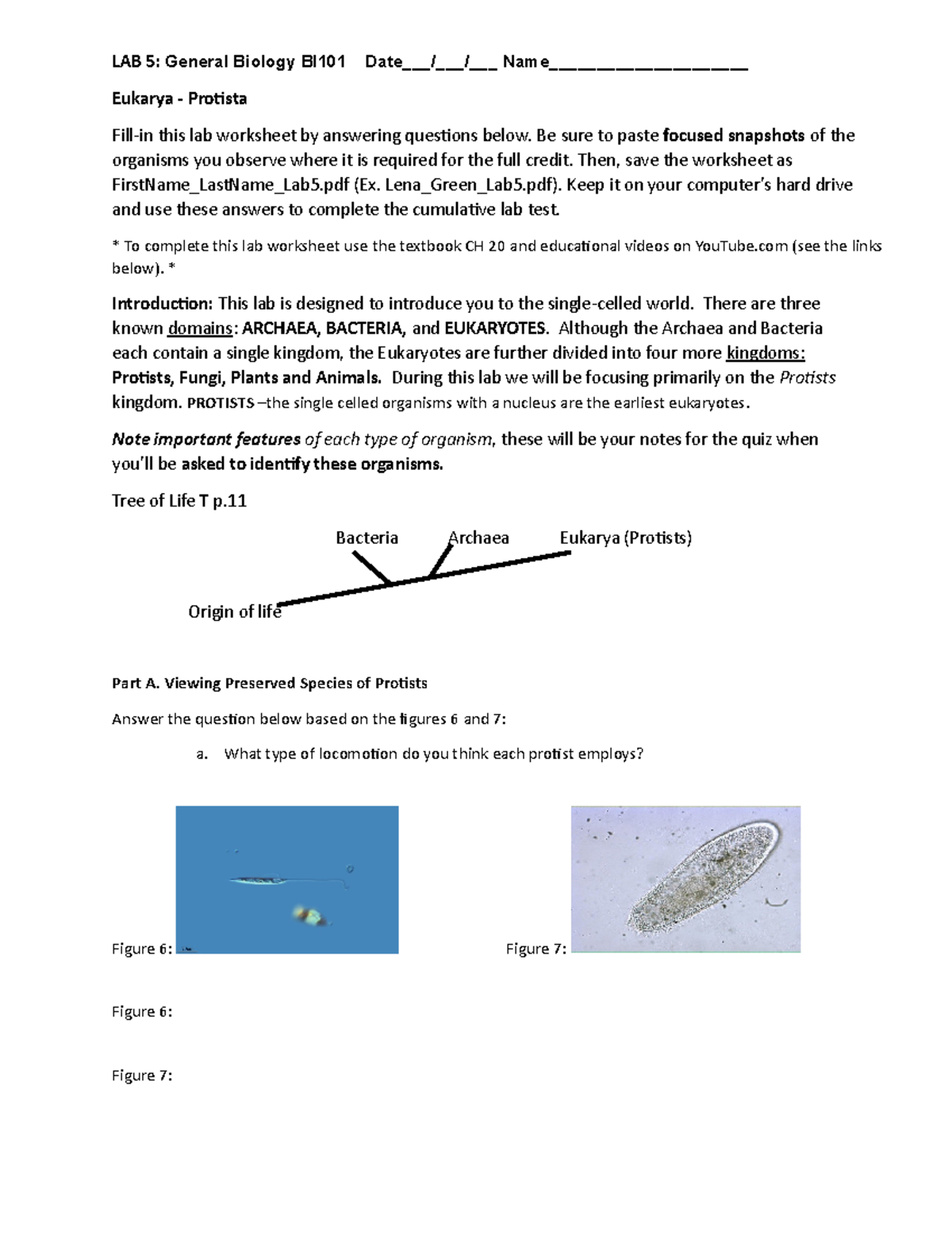 BI101 Lab 5: Protists Worksheet and Quiz Preparation Guide - Studocu