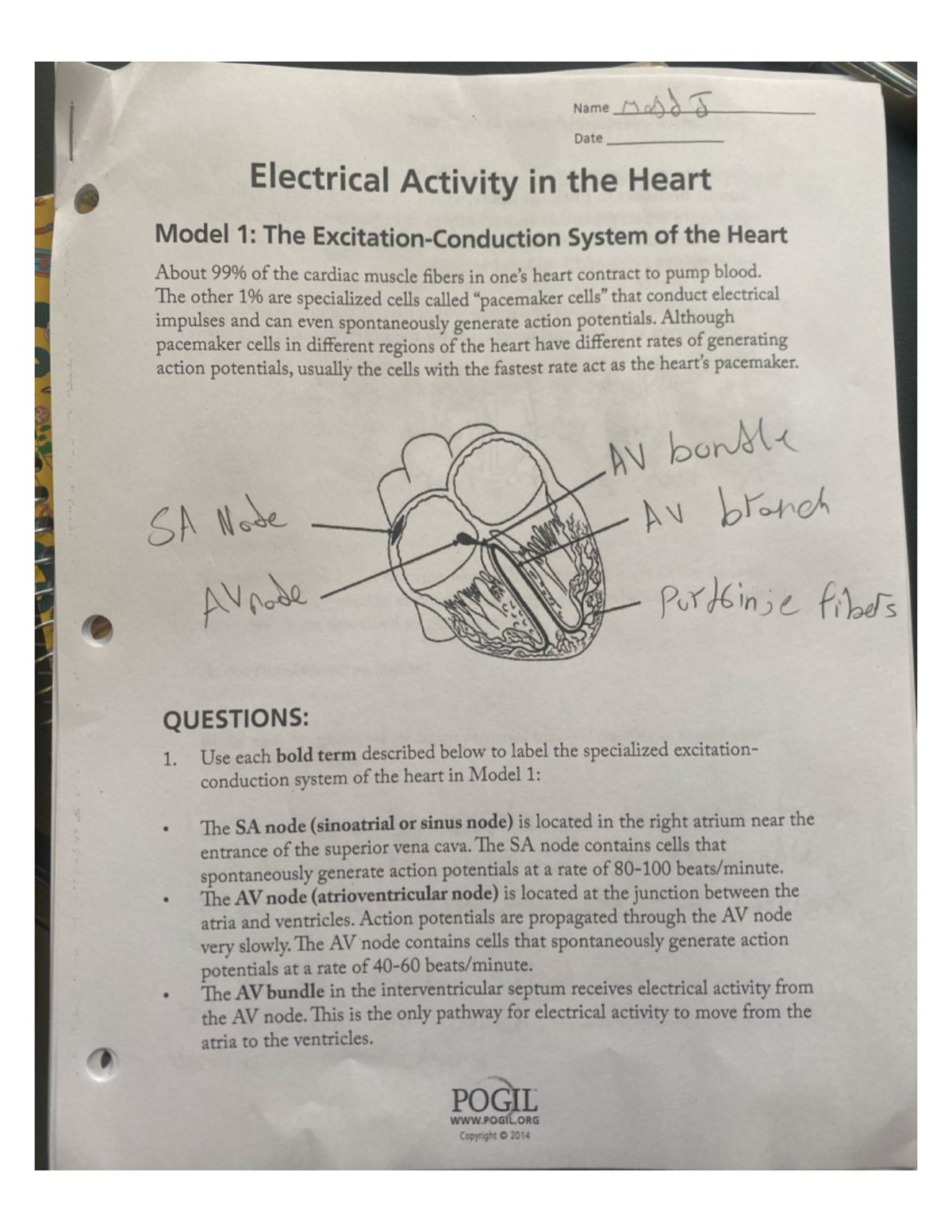 POGIL Activity on EKG Concepts and Interpretations - Studocu