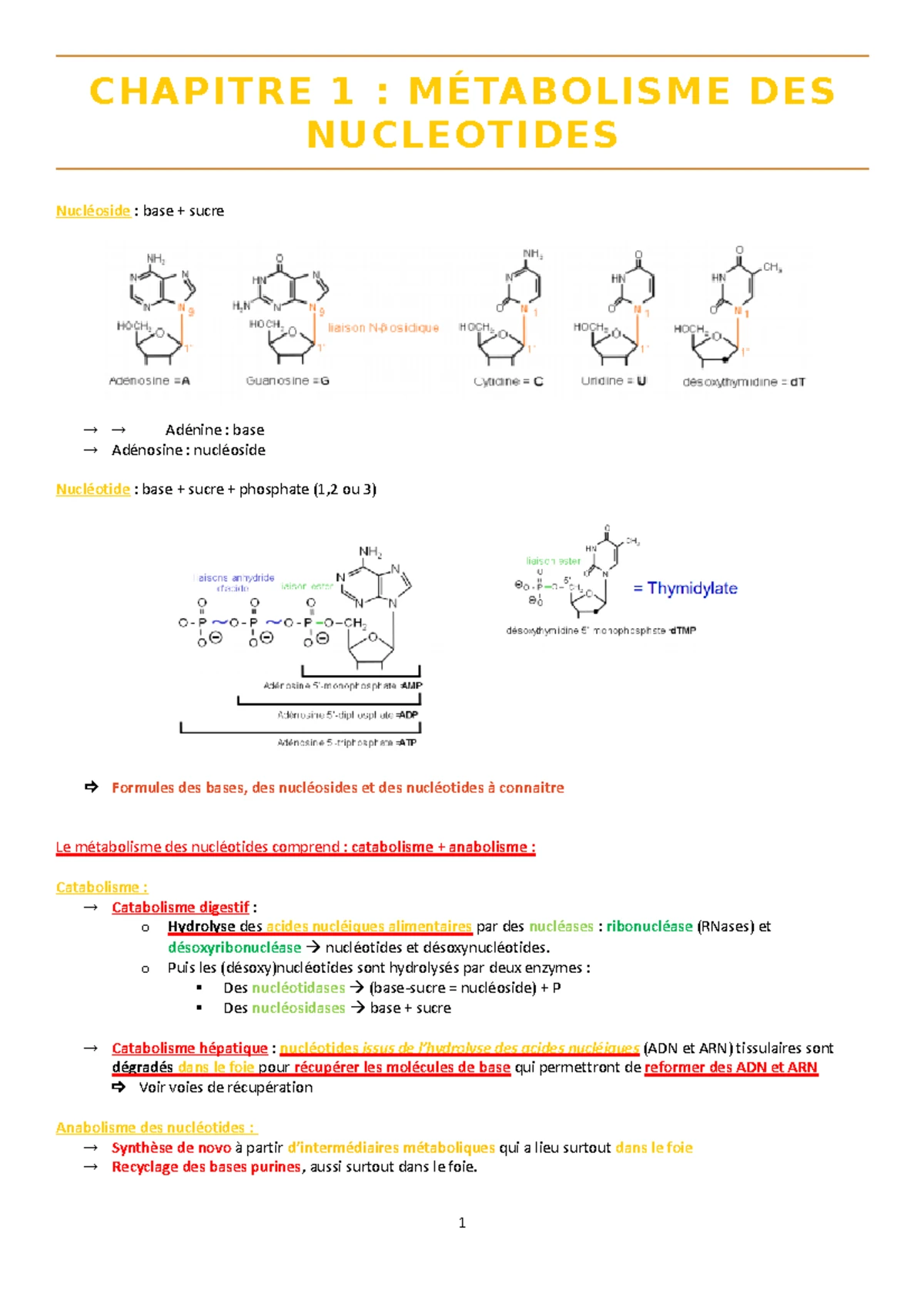 Chapitre 3 - Métabolisme des acides nucléiques - CHAPITRE 1 : MÉTABOLISME DES NUCLEOTIDES ...