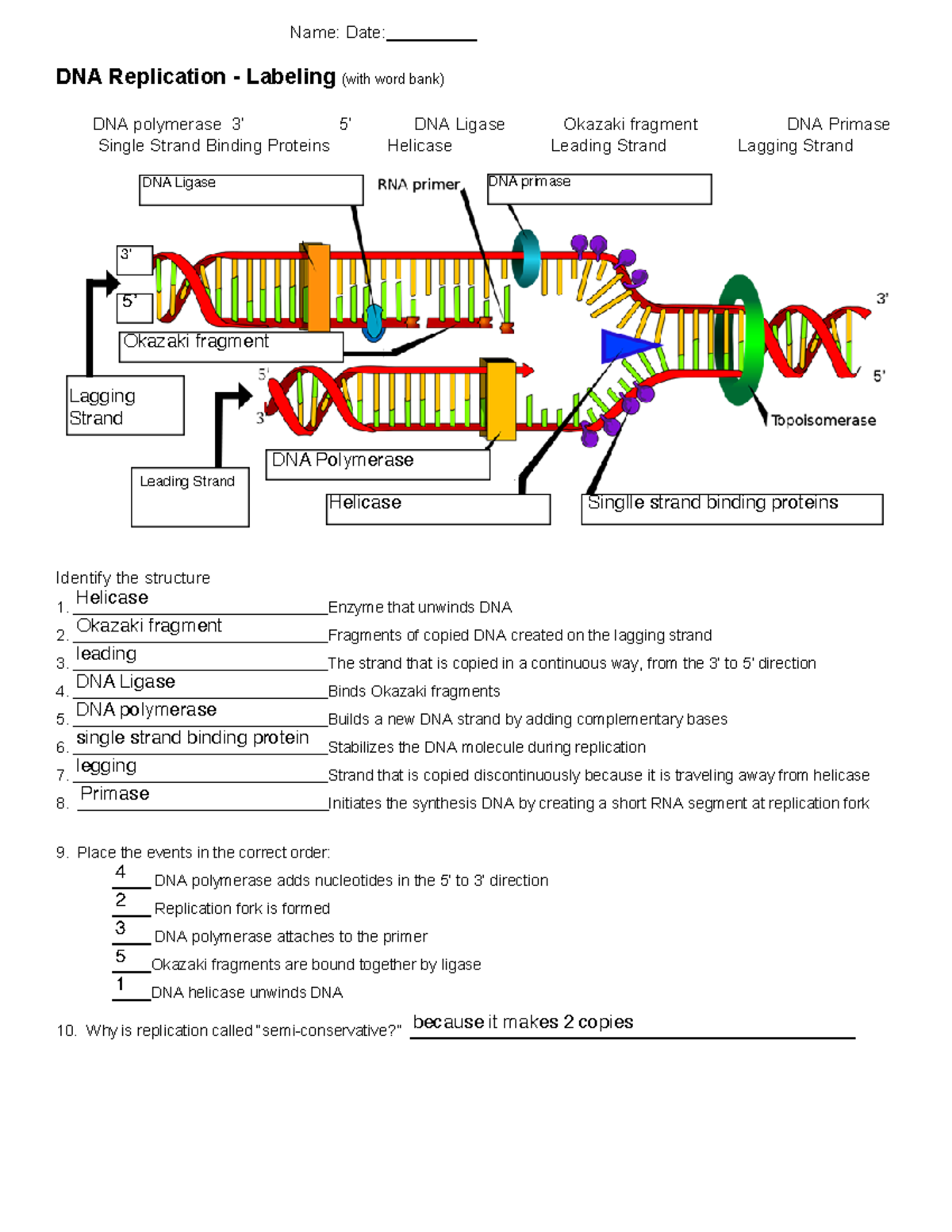 DNA Replication Fillable Worksheet: Key Terms and Concepts - Studocu