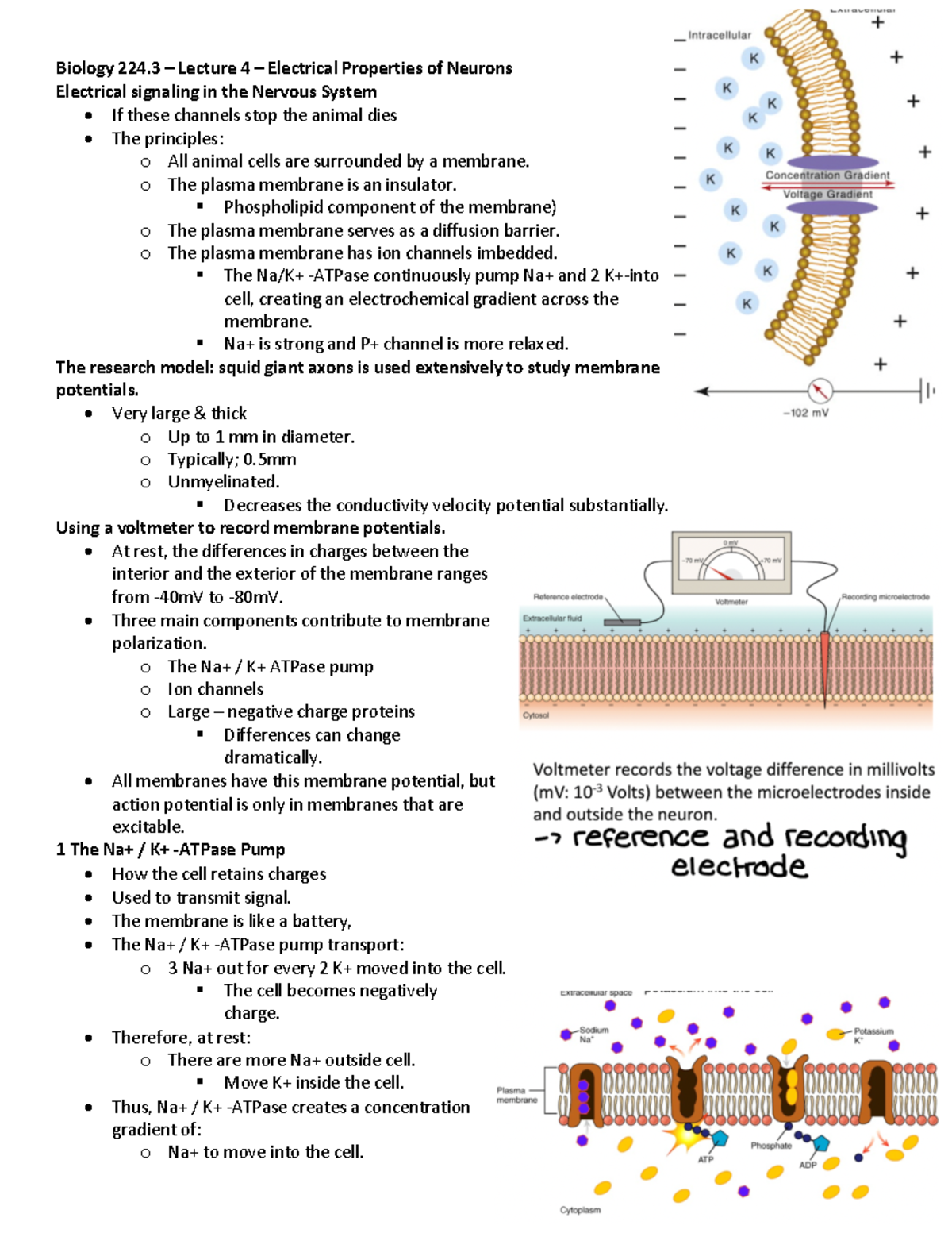 Lecture 4 - ABS 224.3 - electrical properties of neurons - Biology 224 ...