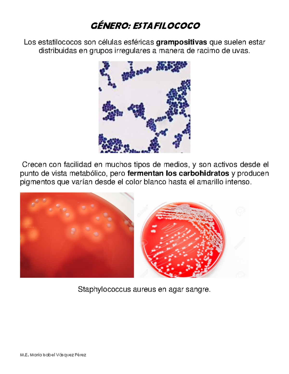 Estafilococos: Características y Patogenicidad - Unidad II - Studocu