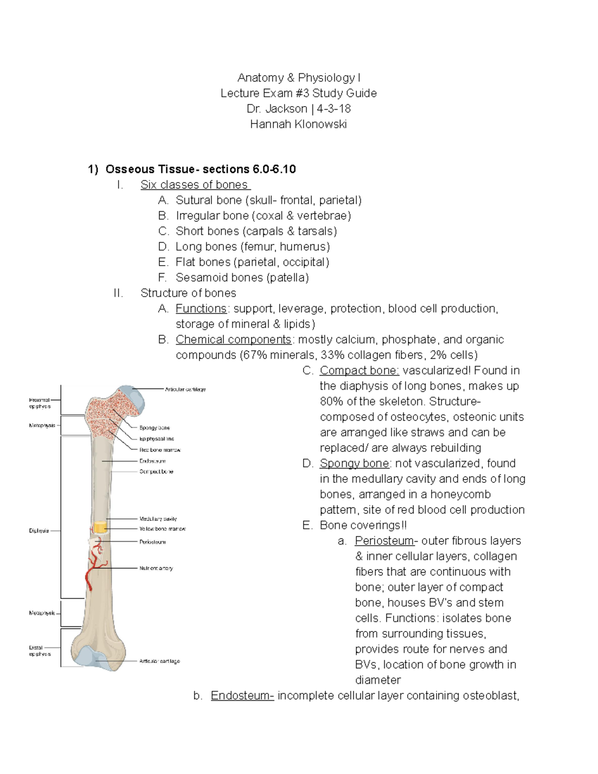 Anatomy & Physiology I: Lecture Exam #3 Study Guide by Dr. Jackson ...