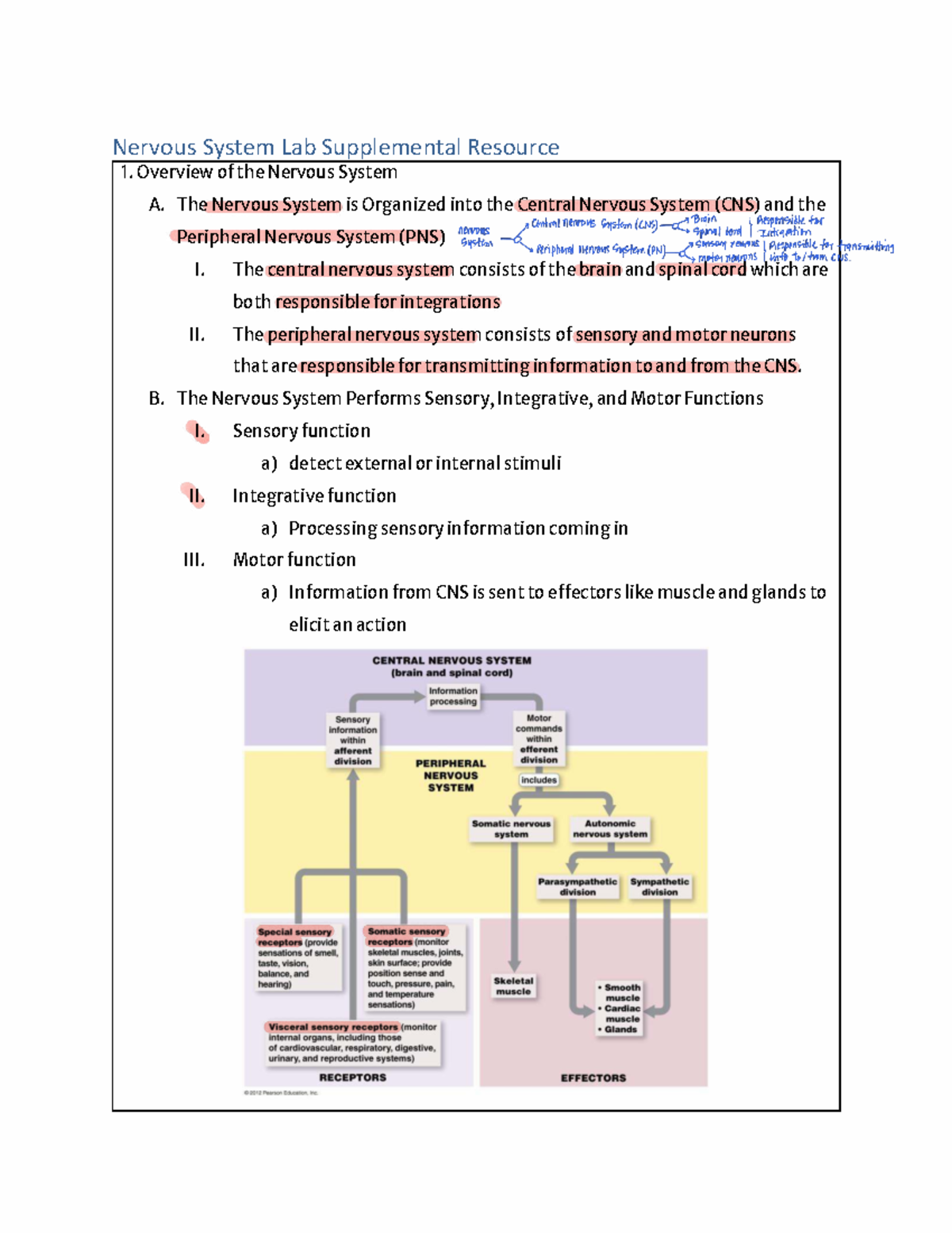 Nervous System Overview and Functions: Supplemental Resource for Lab ...