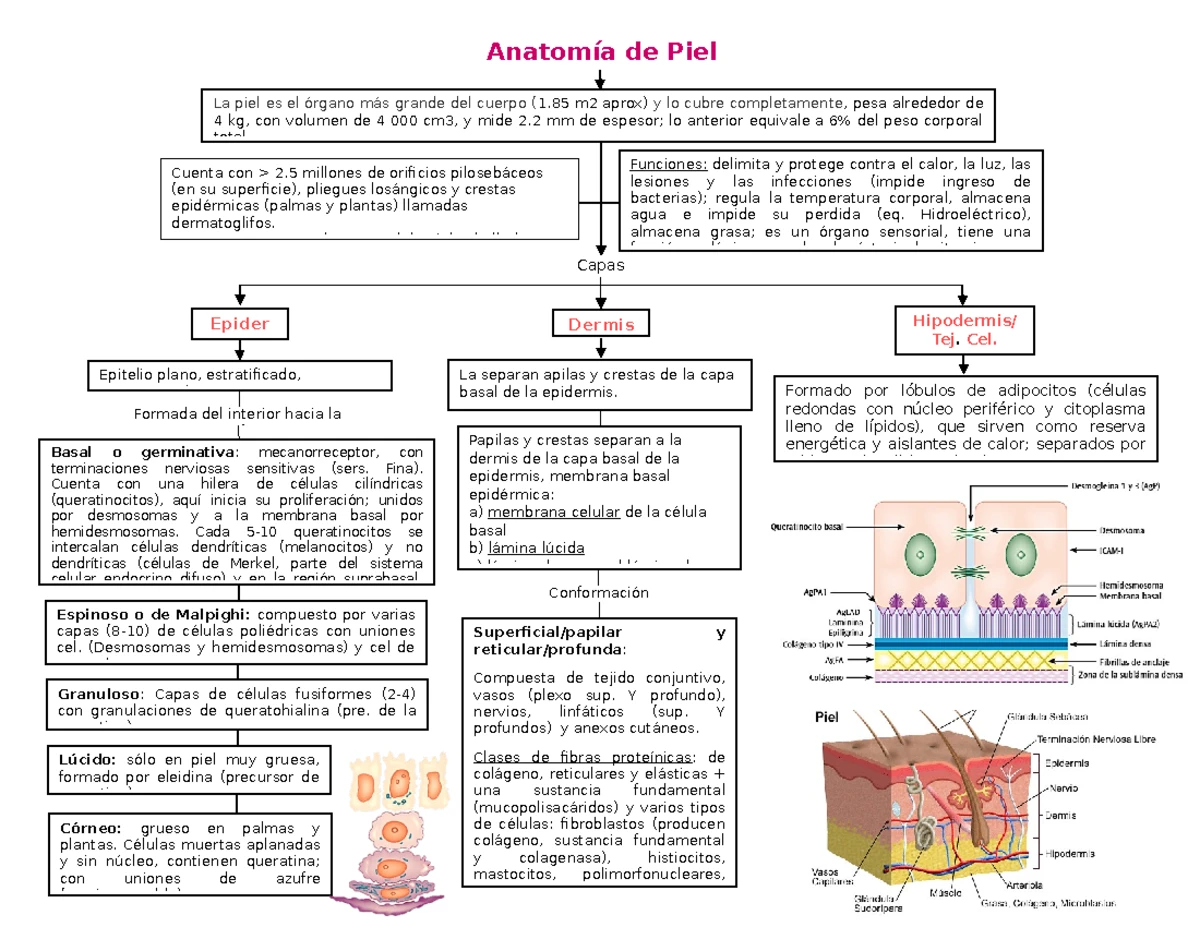 Anatomía e Histología de la Piel - Dermatología 101 - Studocu