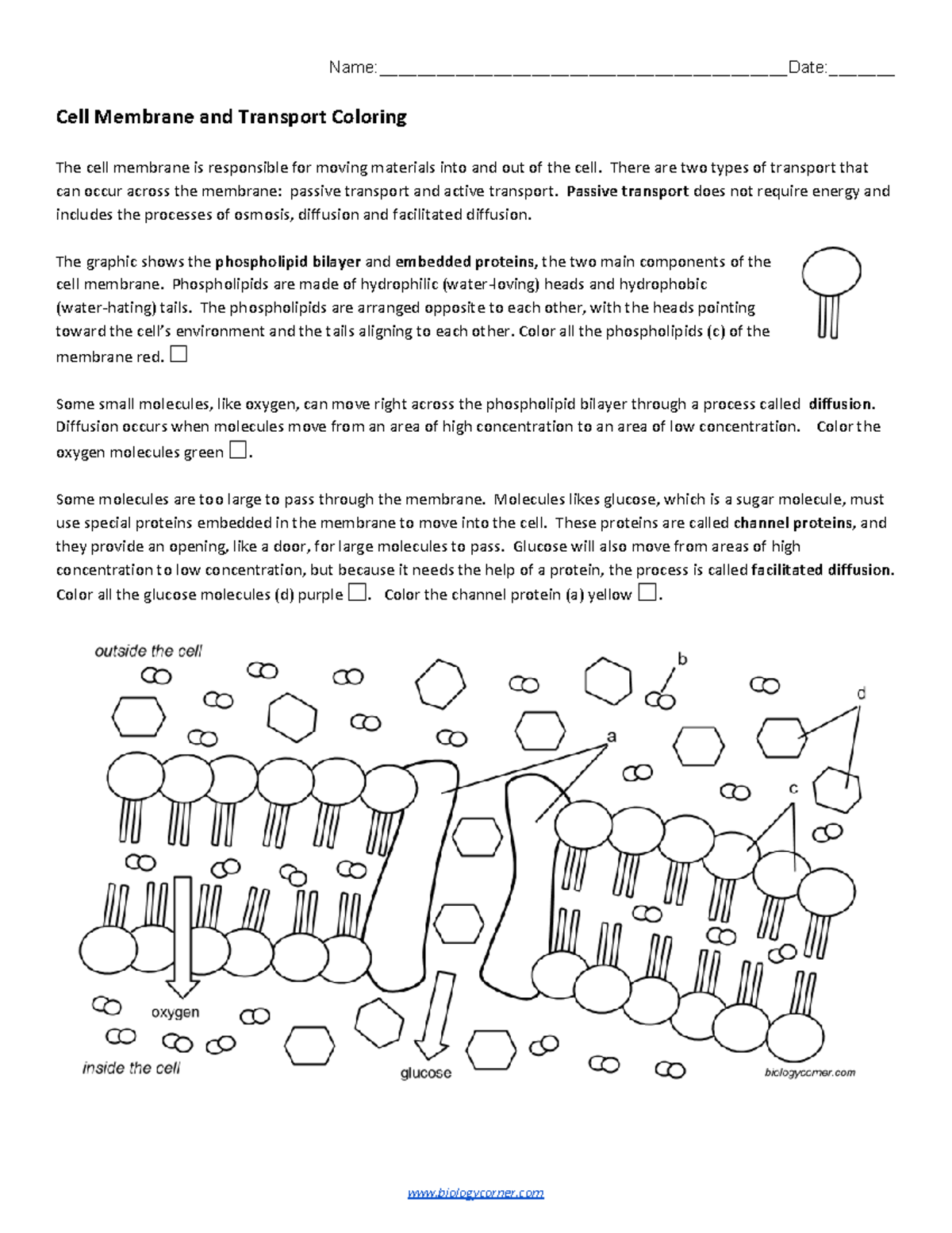 Cell Membrane and Transport Coloring - Name ...