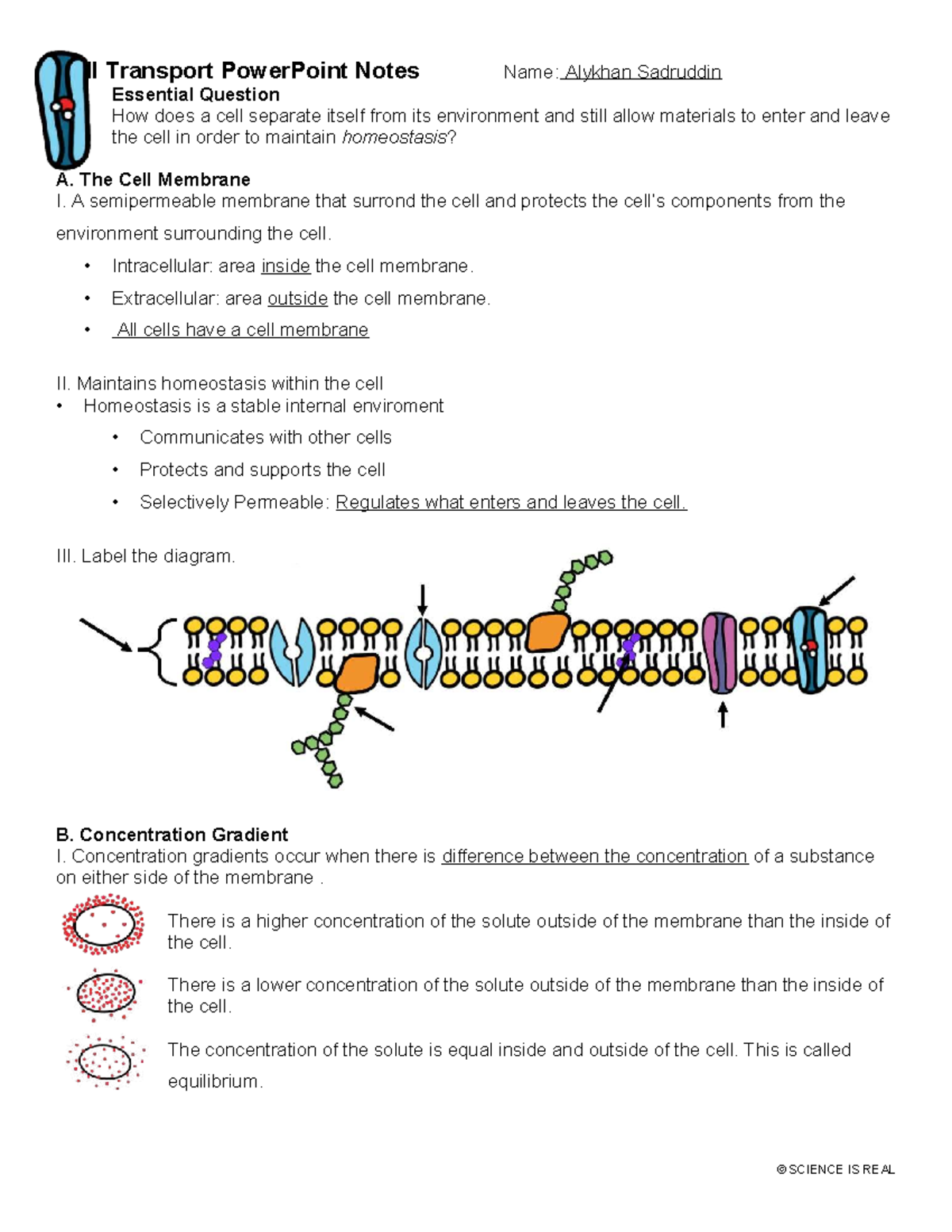 Cell Transport Mechanisms: Study Guide for BIO 101 - Studocu