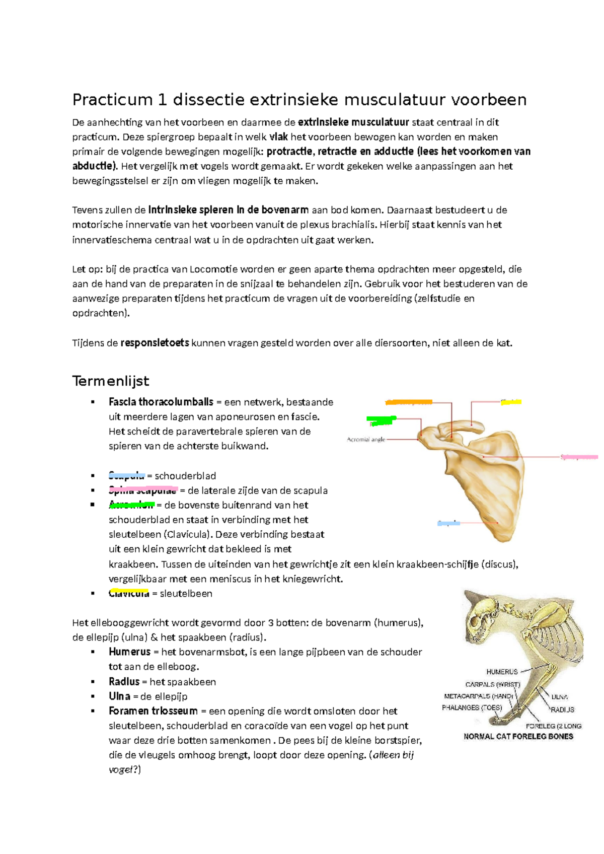 Practicum 1: Dissectie Extrinsieke Musculatuur Voorbeen en Termenlijst ...