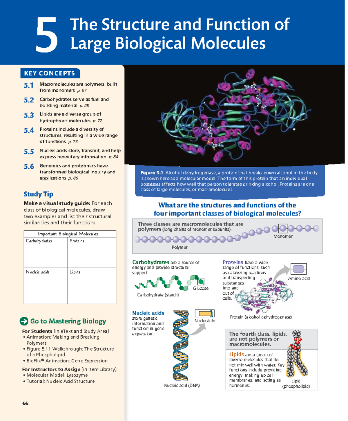 Mastering Biology: Structure & Function of Large Biological Molecules (Chapter - Studocu