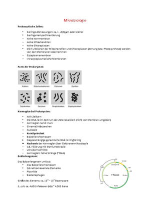 Bakterienarten und Beispiele - Gram-positive Kokken: kugelförmige ...