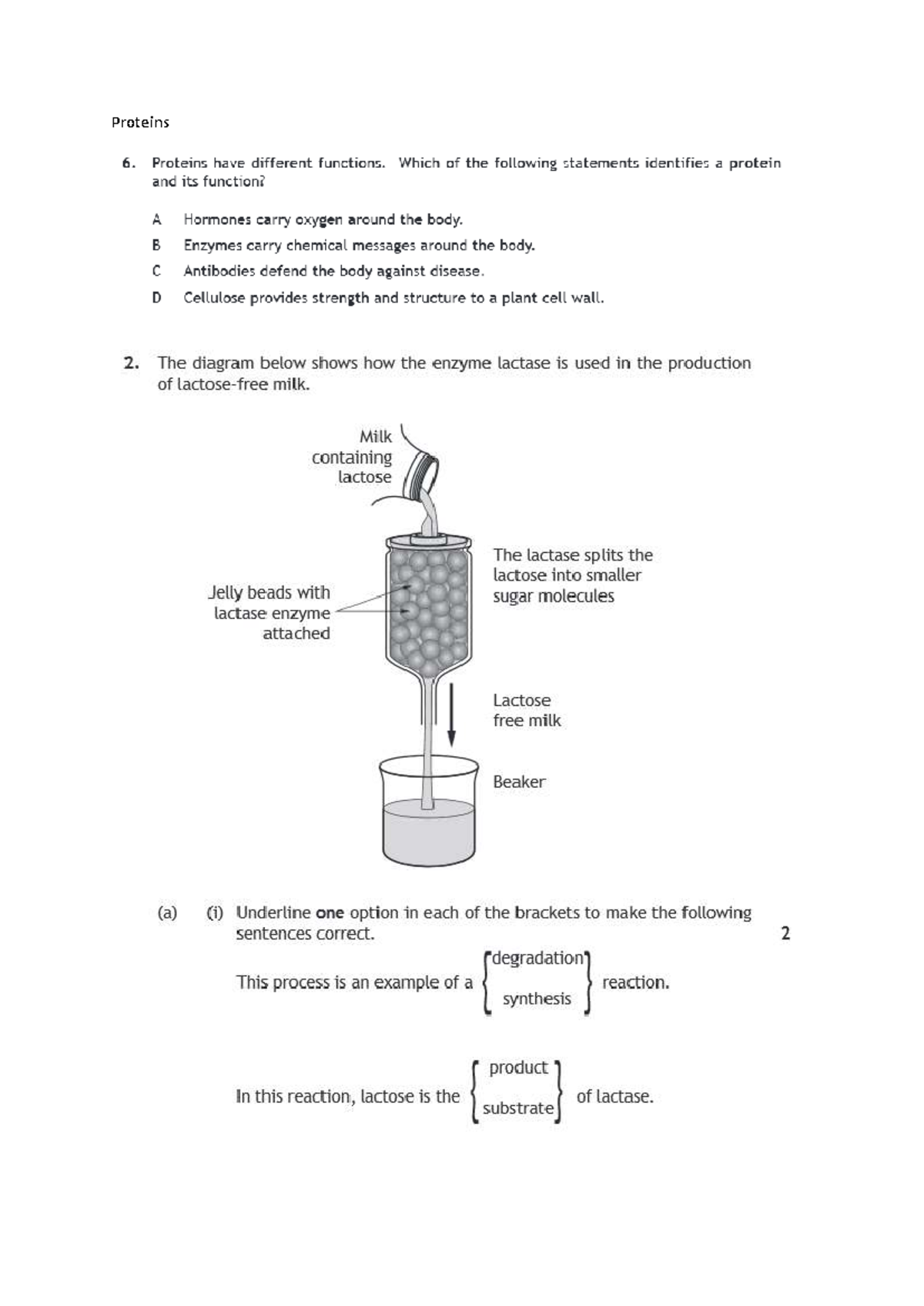 Test on Proteins 10: Functions, Enzymes, and Types - Studocu