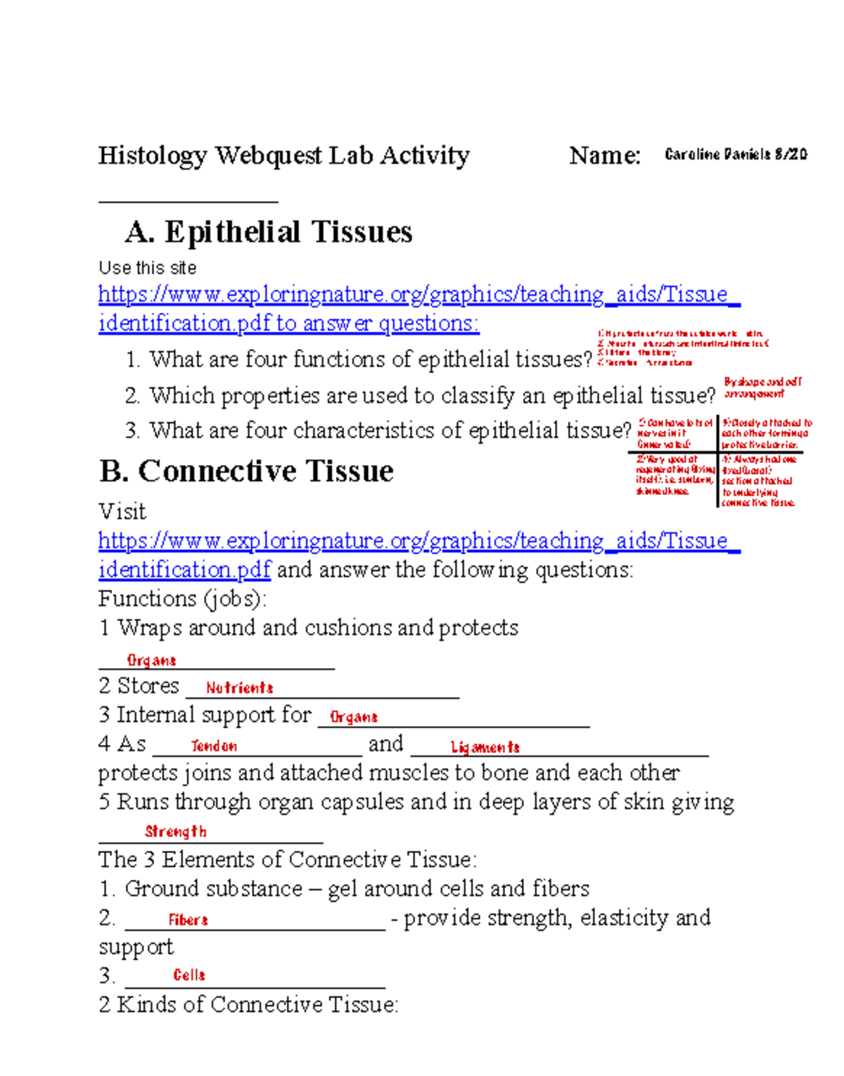 BIOL 1152 Histology Lab Activity Webquest Guide - Studocu