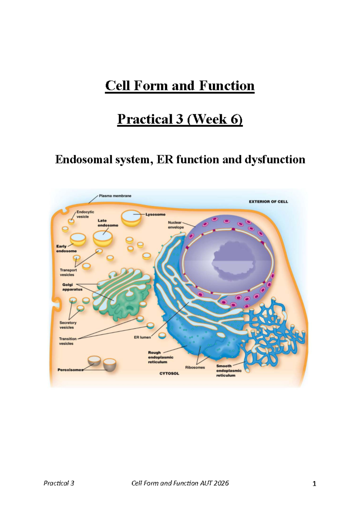 Practical 3: Cell Form and Function - AUT 2026 - Studocu