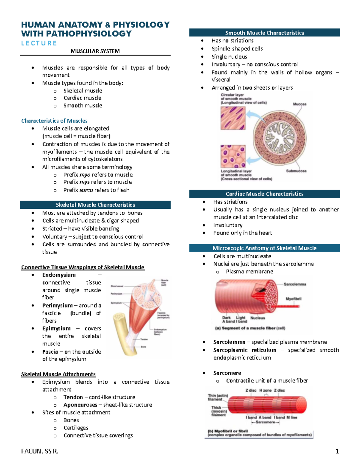 HAPP 1P Muscular System Lecture Notes: Anatomy & Physiology - Studocu
