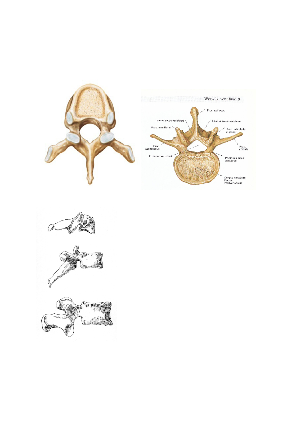 Anantomie samenvatting - Wervels, vertebrae 9 Proc. spinosus Lamina ...