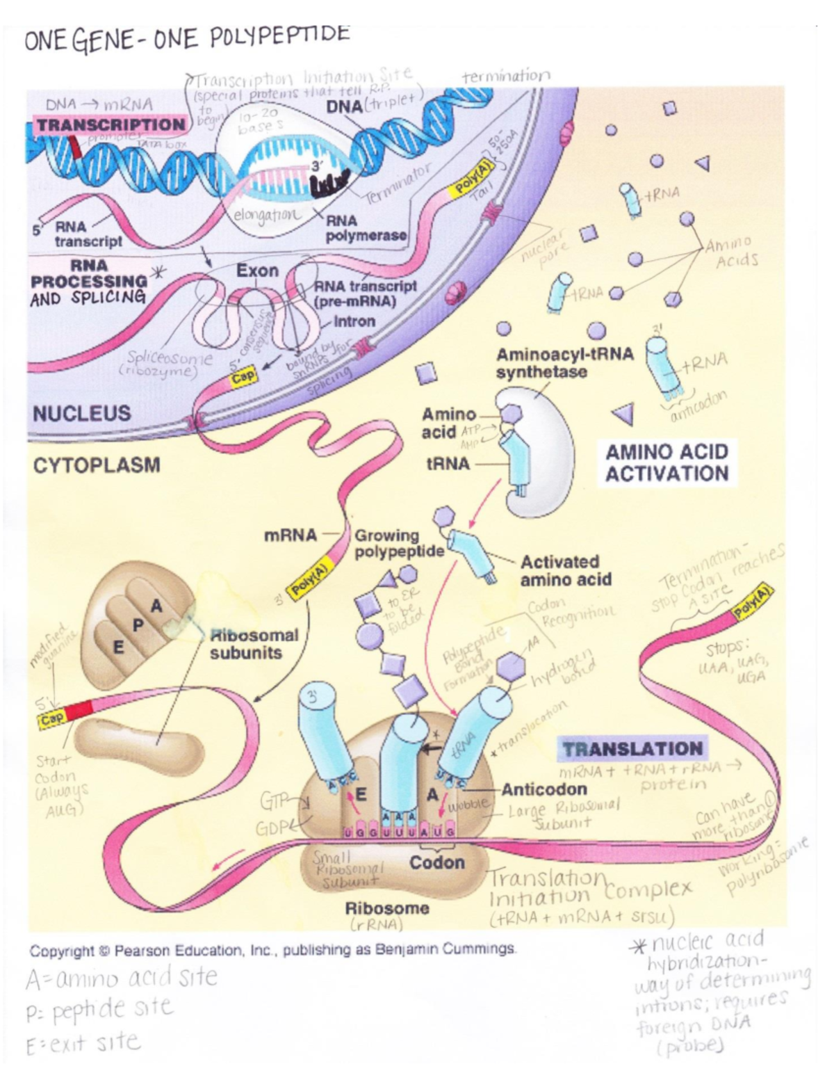 Protein Synthesis Diagram Key - Studocu